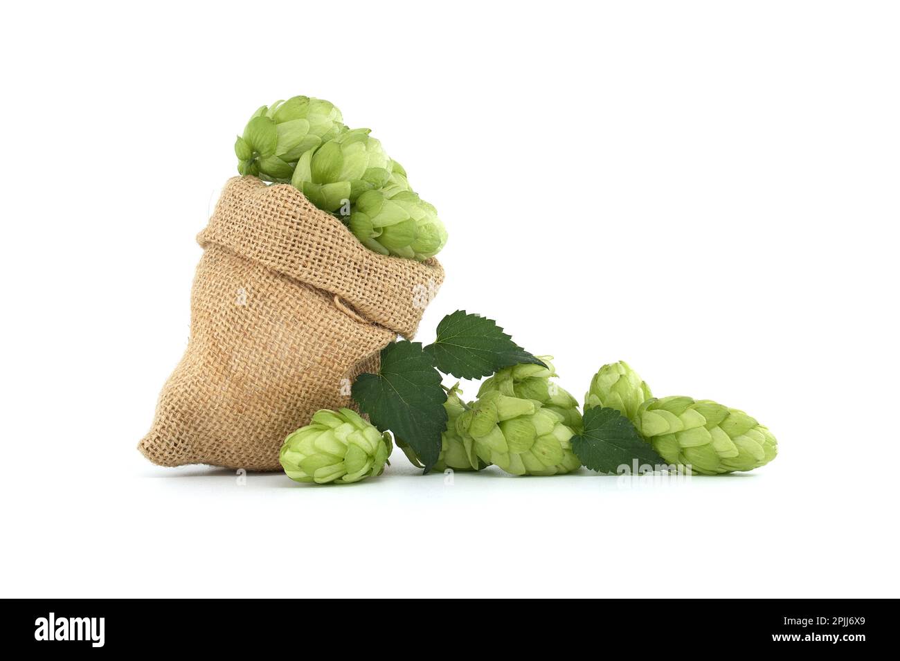 Hops cones with leaves spilling from a hessian bag, beer brewing and ...