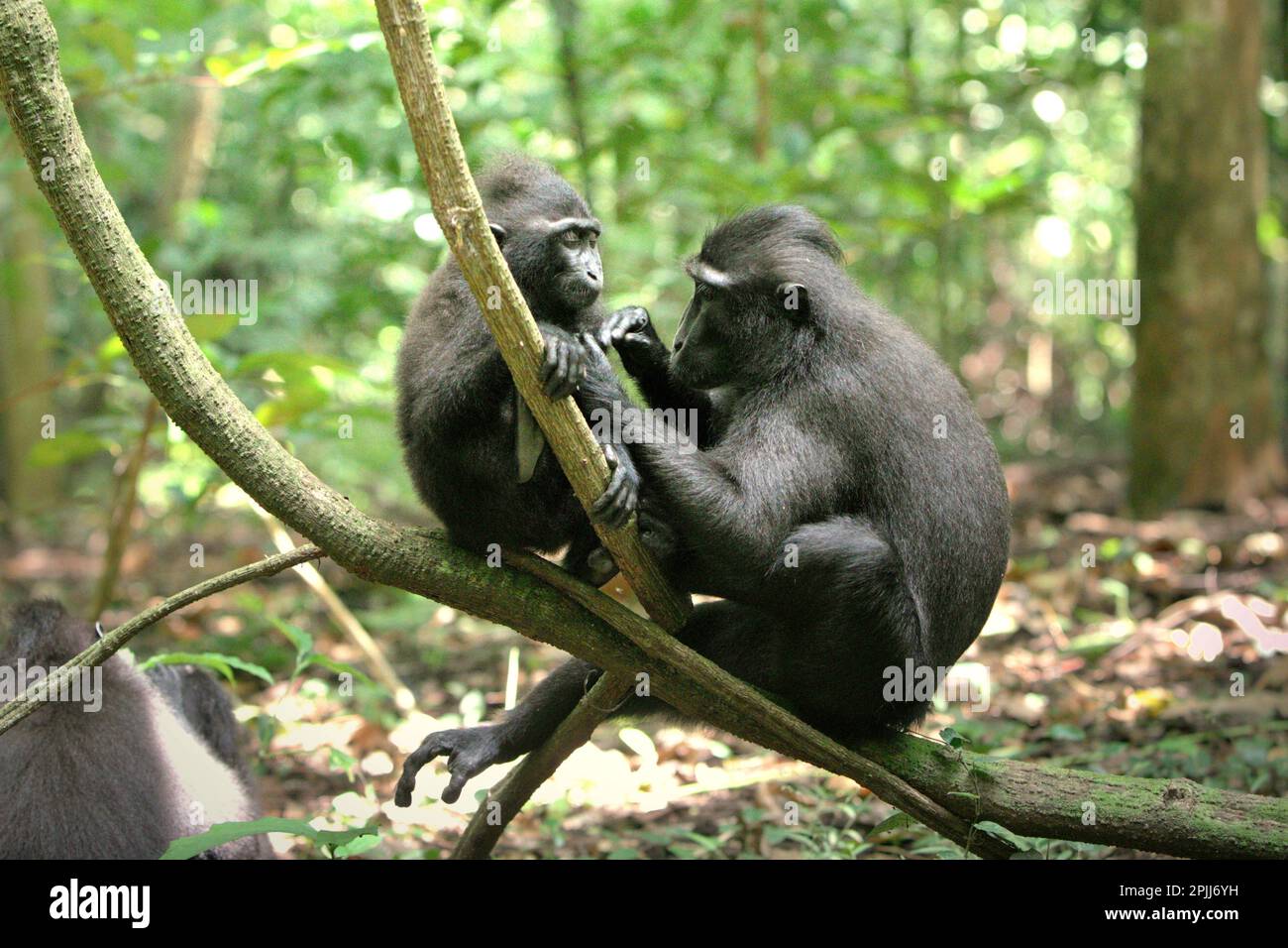 Primate face signal hi-res stock photography and images - Alamy