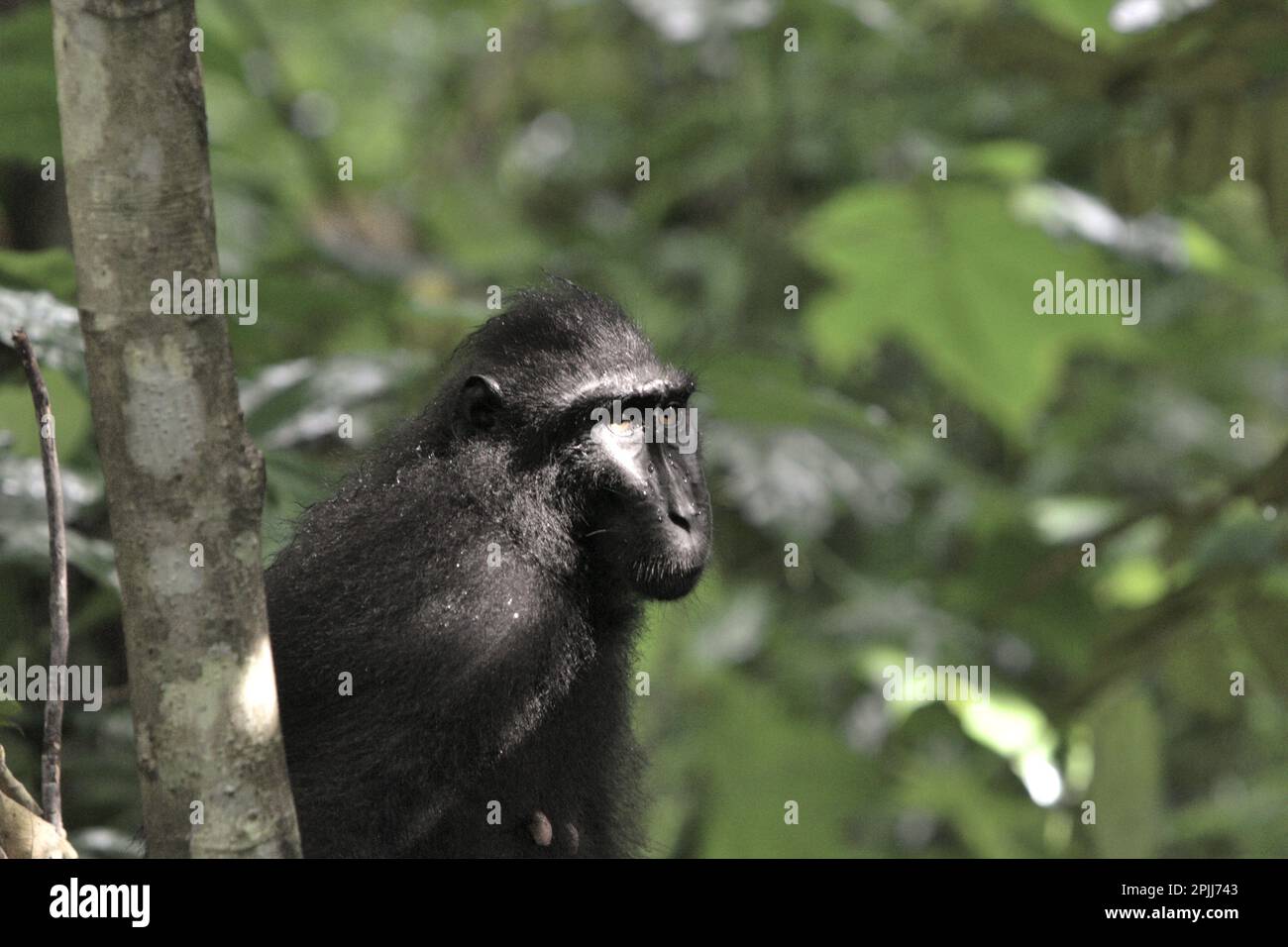 Primate face signal hi-res stock photography and images - Alamy