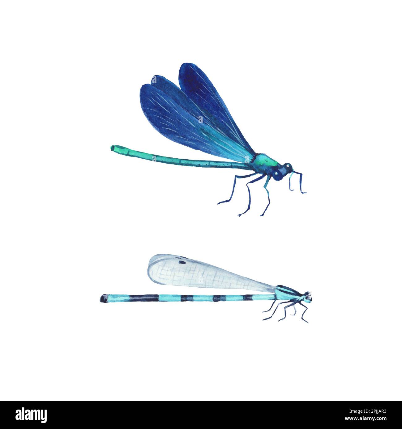 Realistic dragonfly watercolor illustration isolated on white ...