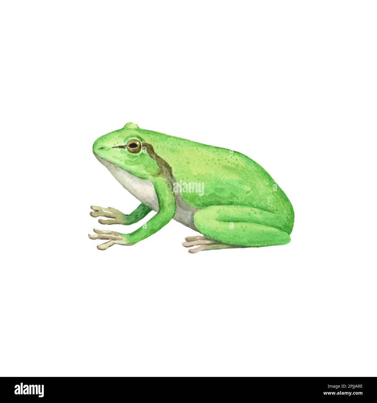 European tree frog, Hyla arborea, watercolor illustration isolated on ...