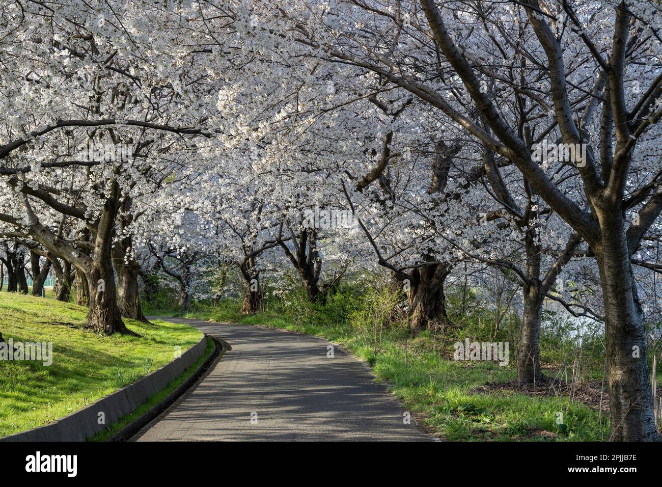 The beautiful old cherry trees lining the walkway at Toyano Lagoon ...