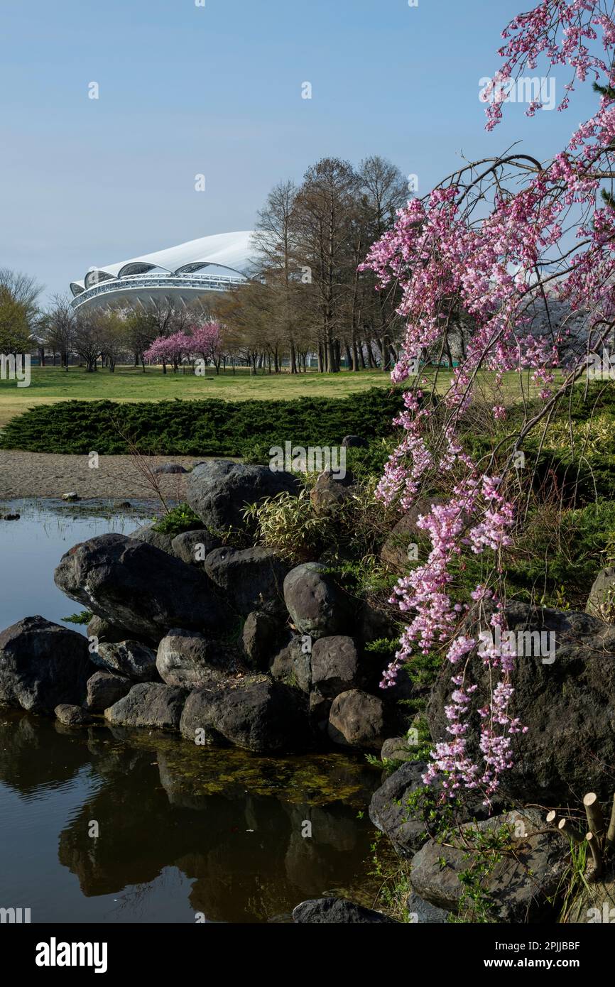 The beautiful old cherry trees lining the walkway at Toyano Lagoon ...