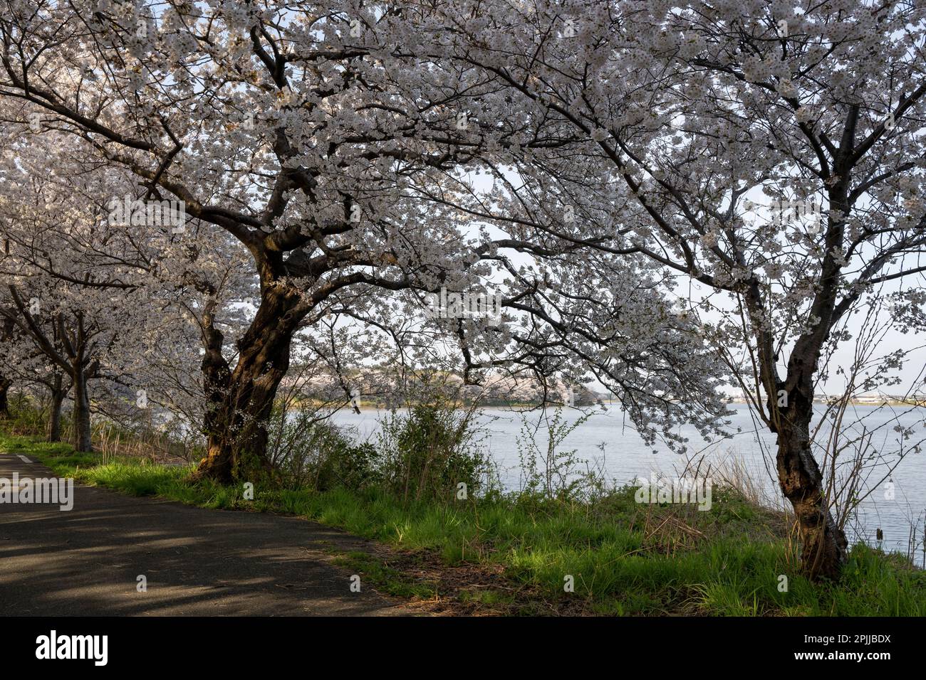 The beautiful old cherry trees lining the walkway at Toyano Lagoon ...