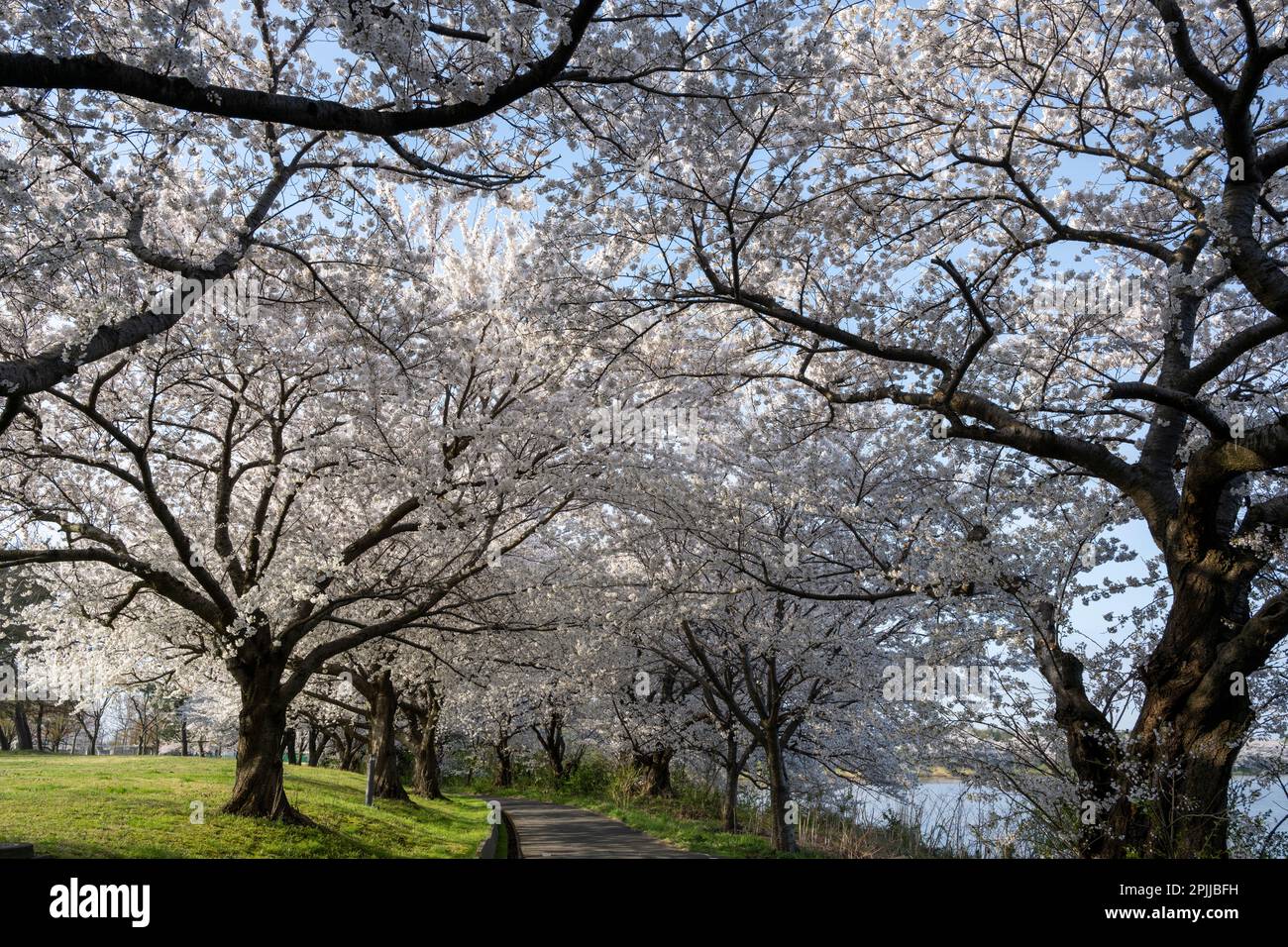 The beautiful old cherry trees lining the walkway at Toyano Lagoon ...
