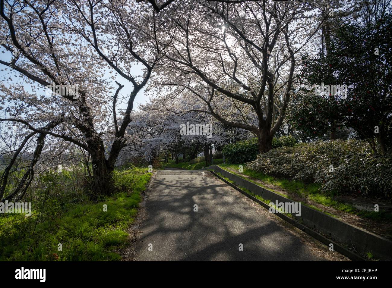 The beautiful old cherry trees lining the walkway at Toyano Lagoon ...