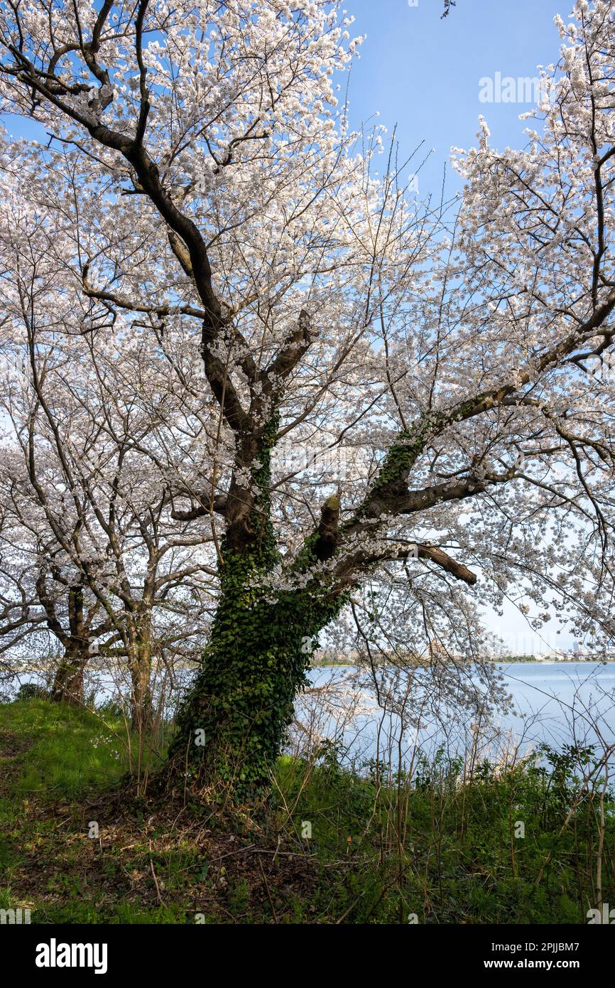 The beautiful old cherry trees lining the walkway at Toyano Lagoon ...