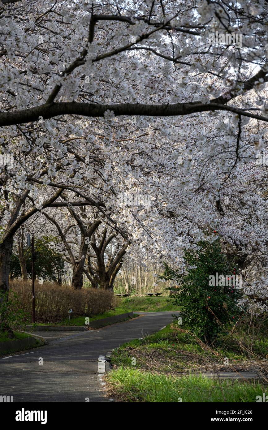 The beautiful old cherry trees lining the walkway at Toyano Lagoon ...