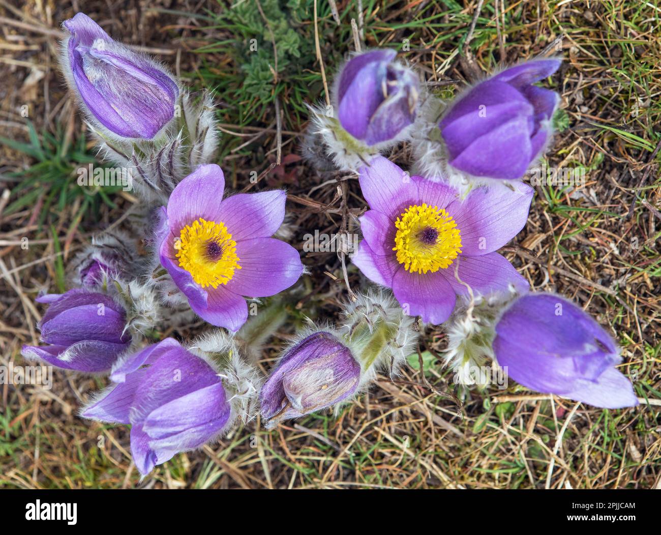 Pasqueflower. Beautiful blue flower of greater pasque flower or ...