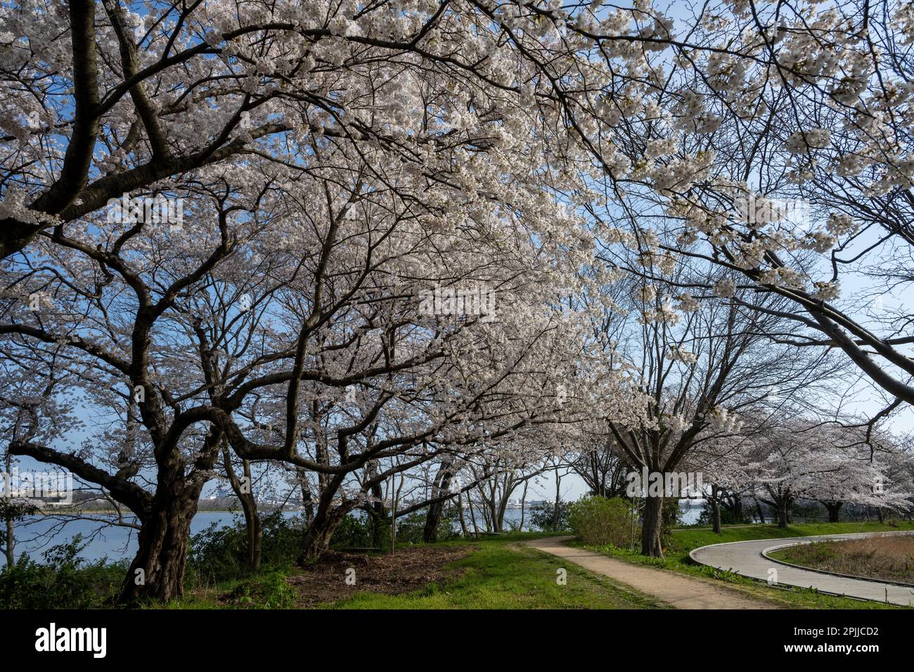 The beautiful old cherry trees lining the walkway at Toyano Lagoon ...