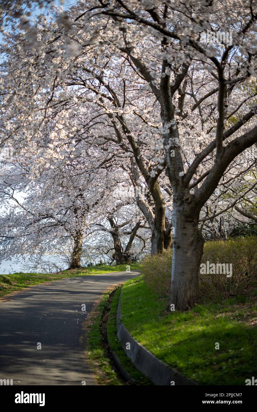The beautiful old cherry trees lining the walkway at Toyano Lagoon ...