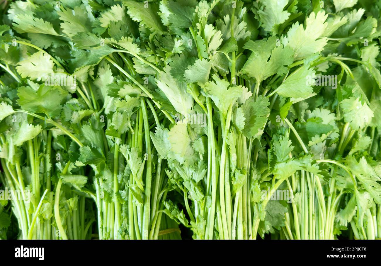 Green leaves of parsley plant, close-up. Background of fresh parsley ...