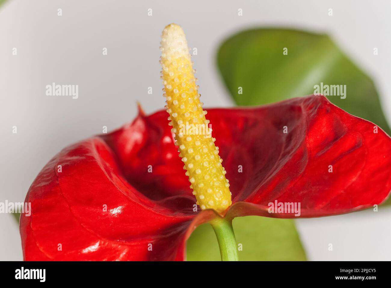 Anthurium andraeanum flower. Spathe closeup Stock Photo - Alamy