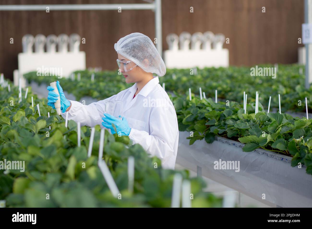 Young asian woman check water quality for cultivation strawberry with ...