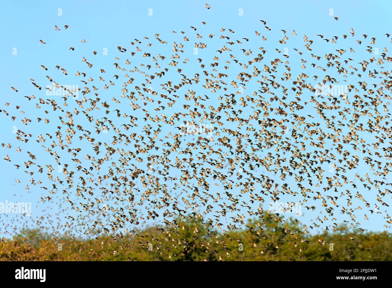 Large flock of red-billed quelea birds (Quelea quelea) flying, Etosha National Park, Namibia ...