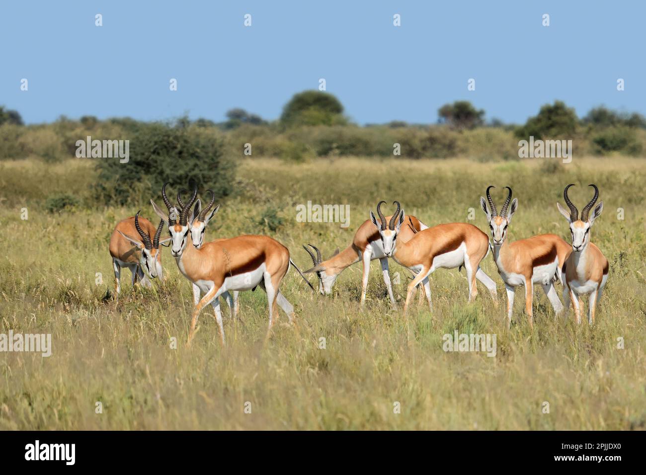 Springbok antelopes (Antidorcas marsupialis) in natural habitat, South ...
