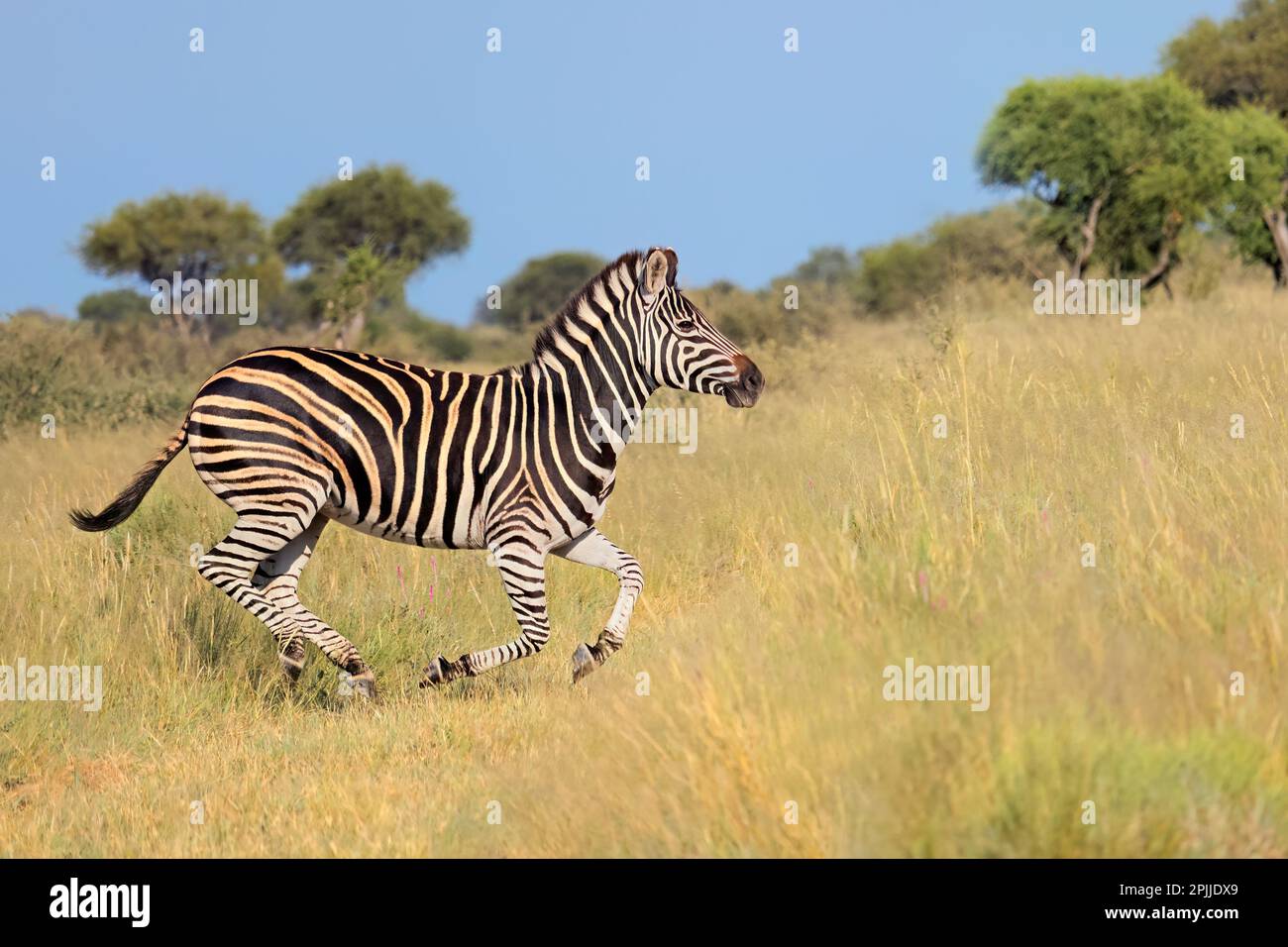 A plains zebra (Equus burchelli) running in grassland, South Africa ...