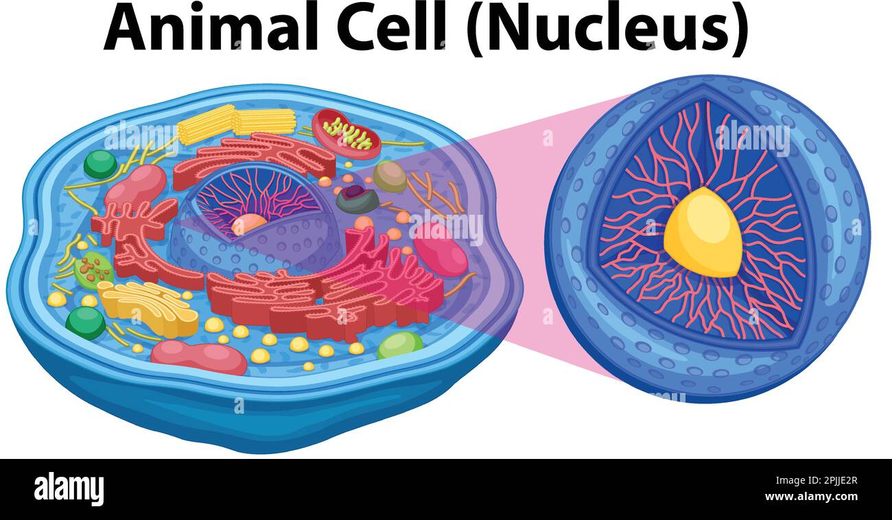 Animal Cell Anatomy Structure Diagram illustration Stock Vector Image ...
