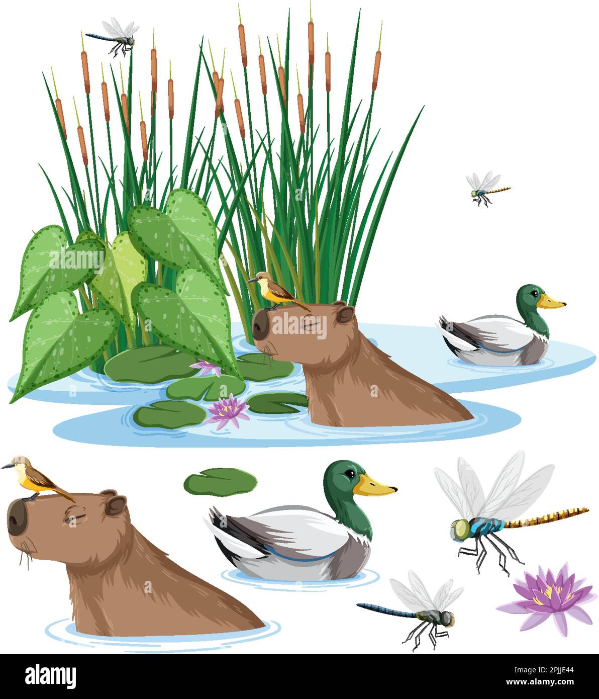 Capybara and duck in the pond illustration Stock Vector Image & Art - Alamy