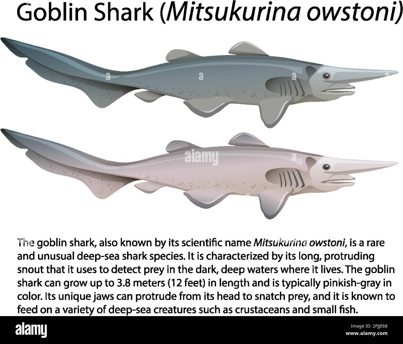 Goblin Shark (Mitsukurina owstoni) with Informative Text illustration ...