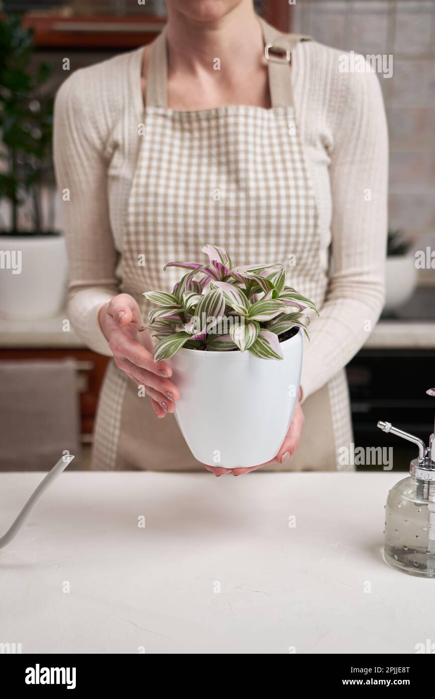 woman holding tradescantia pink clone potted plant indoors Stock Photo ...