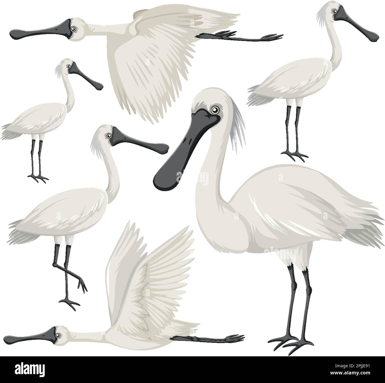 Black-faced spoonbill animal collection illustration Stock Vector Image ...