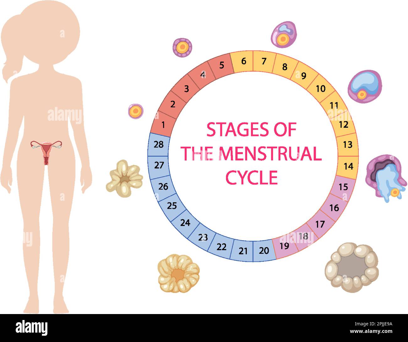 Infographic of stages of the menstrual cycle illustration Stock Vector Image & Art - Alamy