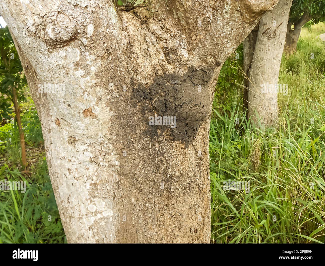 Very small ants hi-res stock photography and images - Alamy