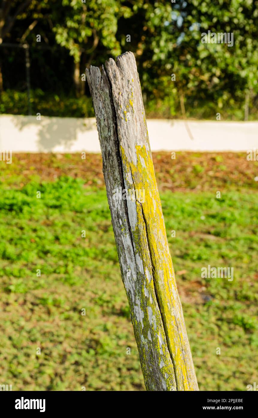 An old wirefence post has yellow and green algae growing on its cracked ...