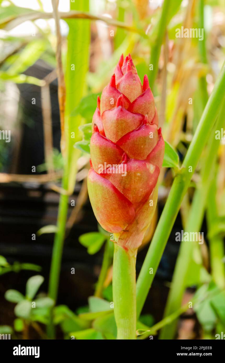 Ginger Flower Head Closeup Stock Photo - Alamy