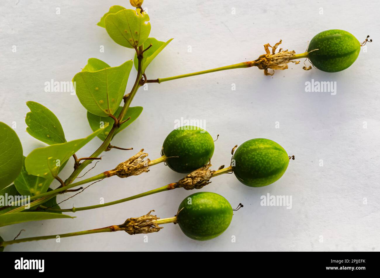 Green Fruit On Hardy Stem Stock Photo - Alamy
