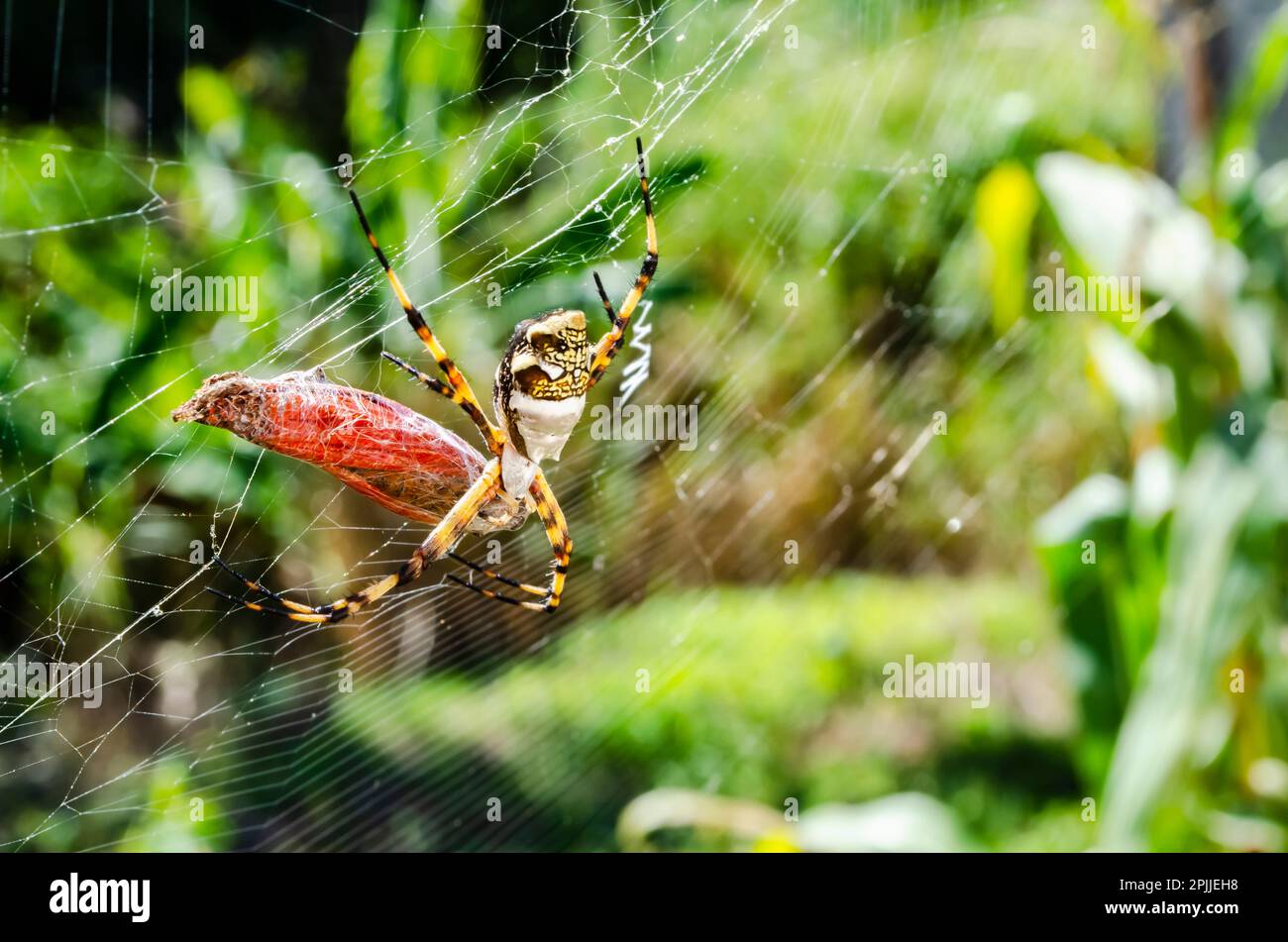 Tatragnathidae hi-res stock photography and images - Alamy