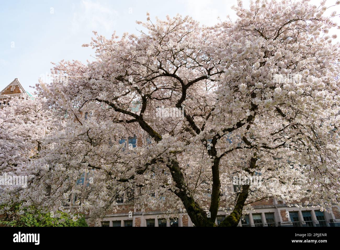 sakura tree flower blooming nature background in spring with building ...