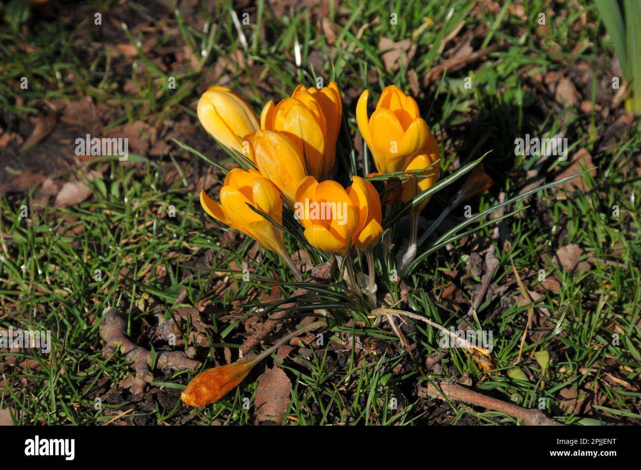Copenhagen /Denmark/02 April 2023/Spring weather crocus yellow flowers ...