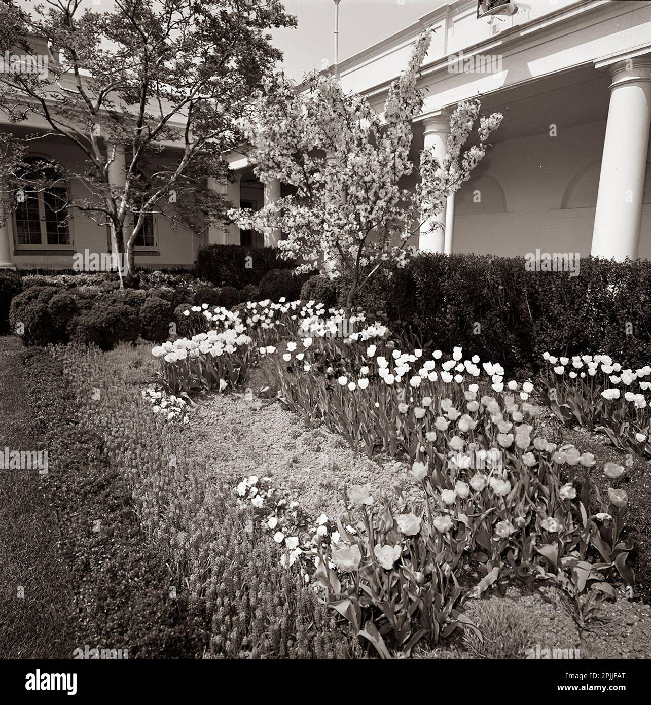 ST-C102-2-63 18 April 1963 Rose Garden, views. Please credit "Cecil ...