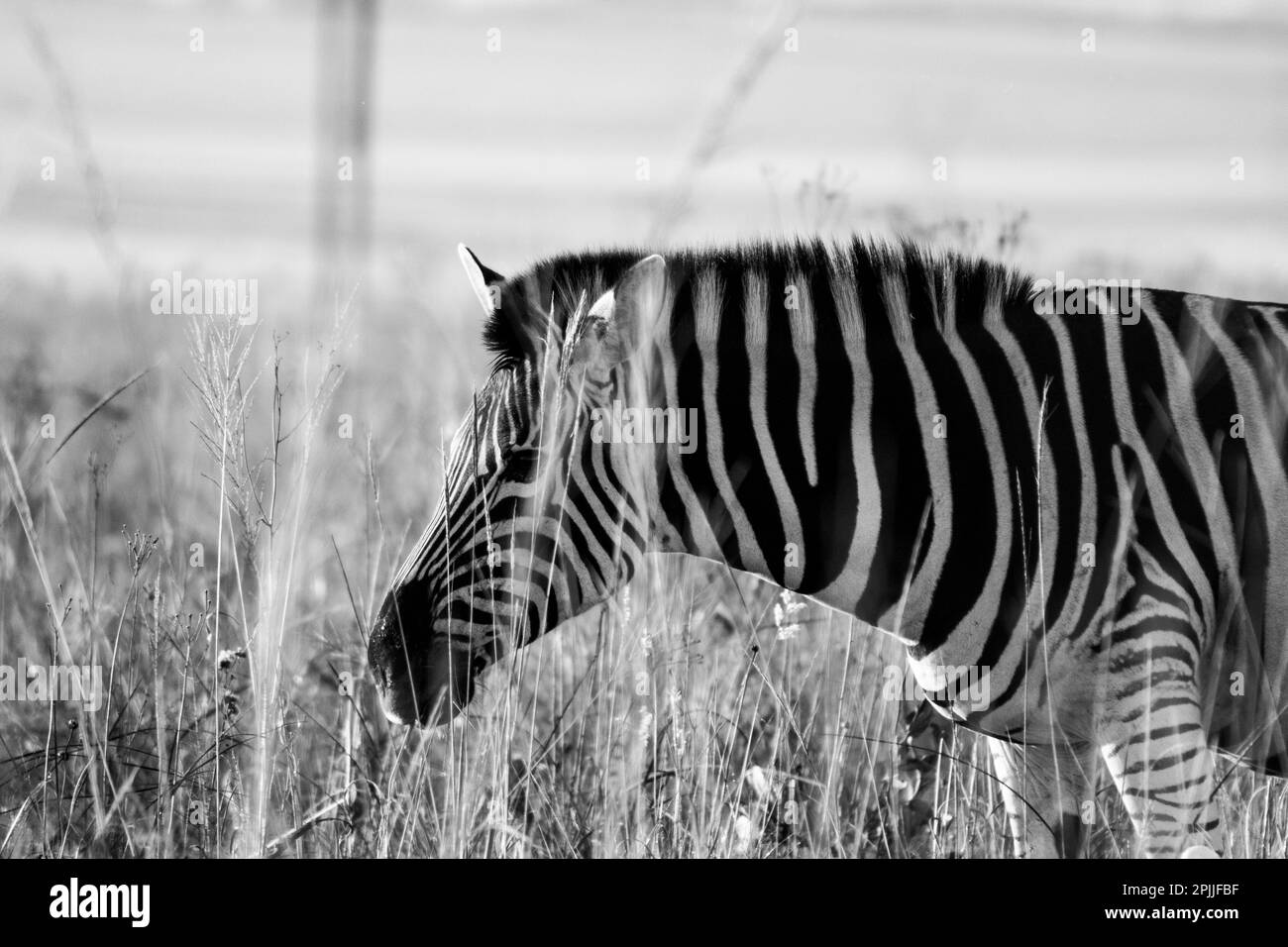 South african wildlife tours hi-res stock photography and images - Alamy