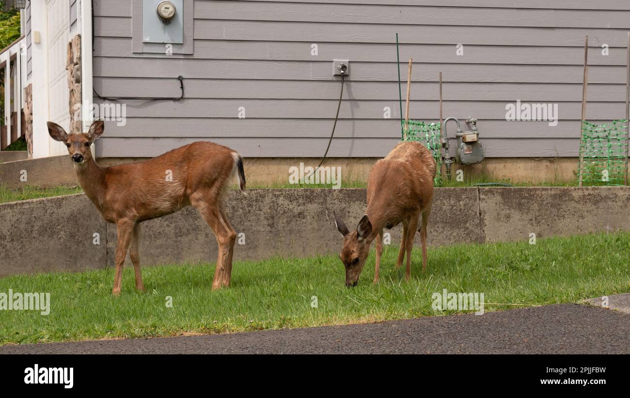two deer fallow animal. deer fallow brown color. photo of deer fallow ...