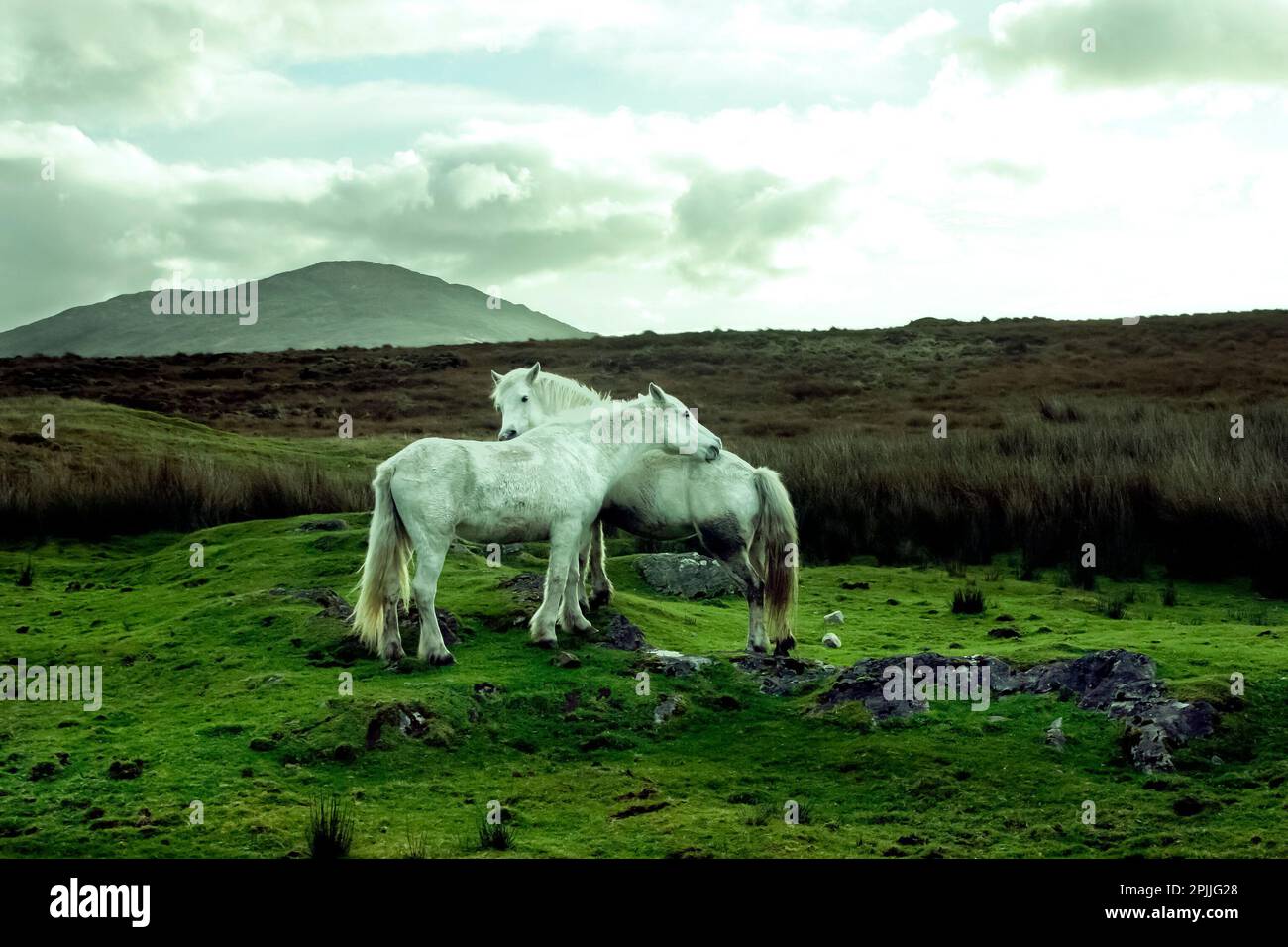 Connemara Ponies, County Galway, Ireland Stock Photo - Alamy