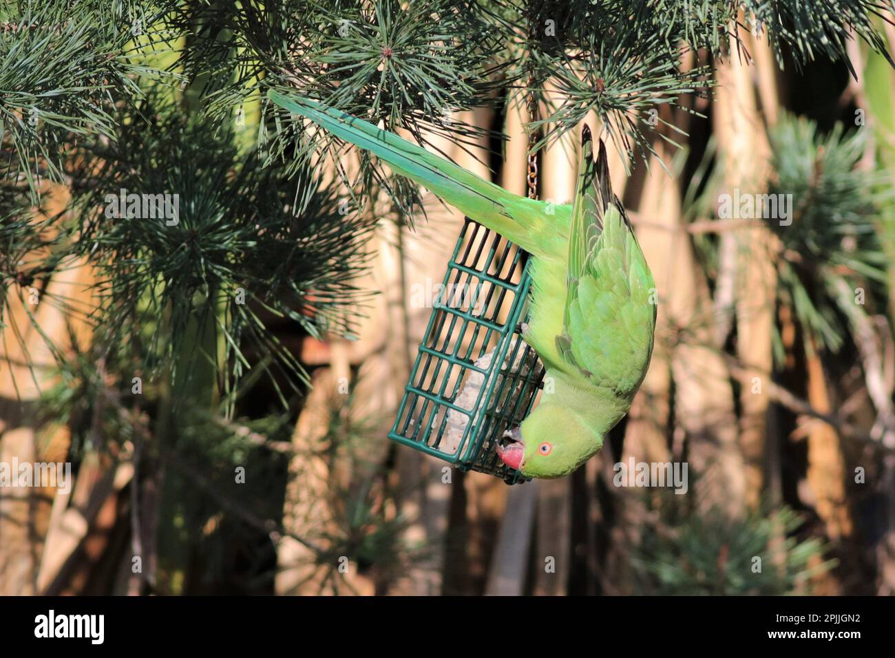 Parakeet in spring hi-res stock photography and images - Alamy