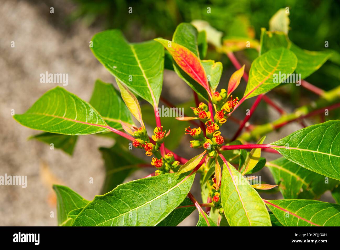 plant nectaries with leaves. plant nectaries in nature. plant nectaries ...