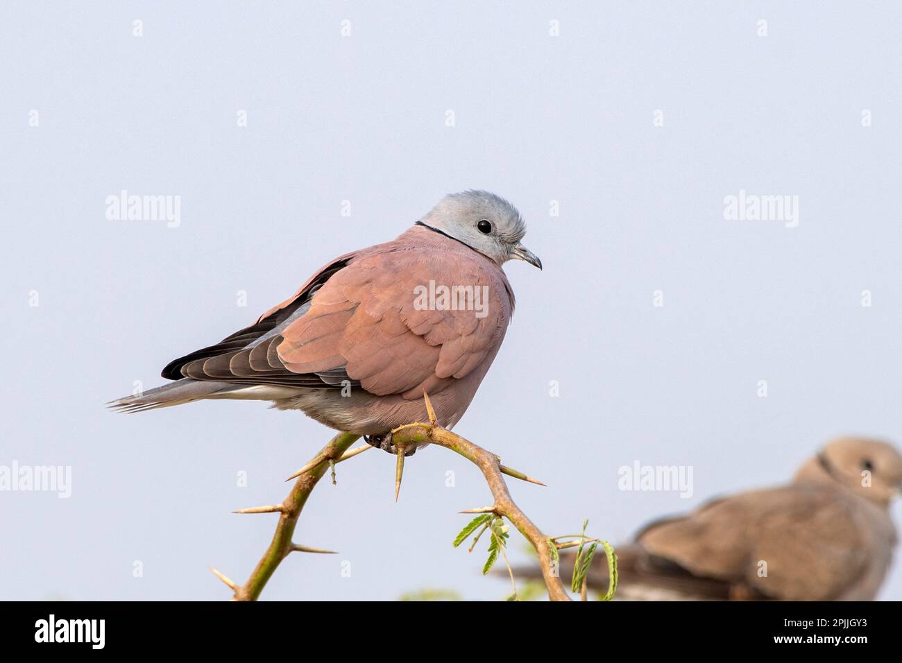 Red collared dove (Streptopelia tranquebarica), also known as the red ...