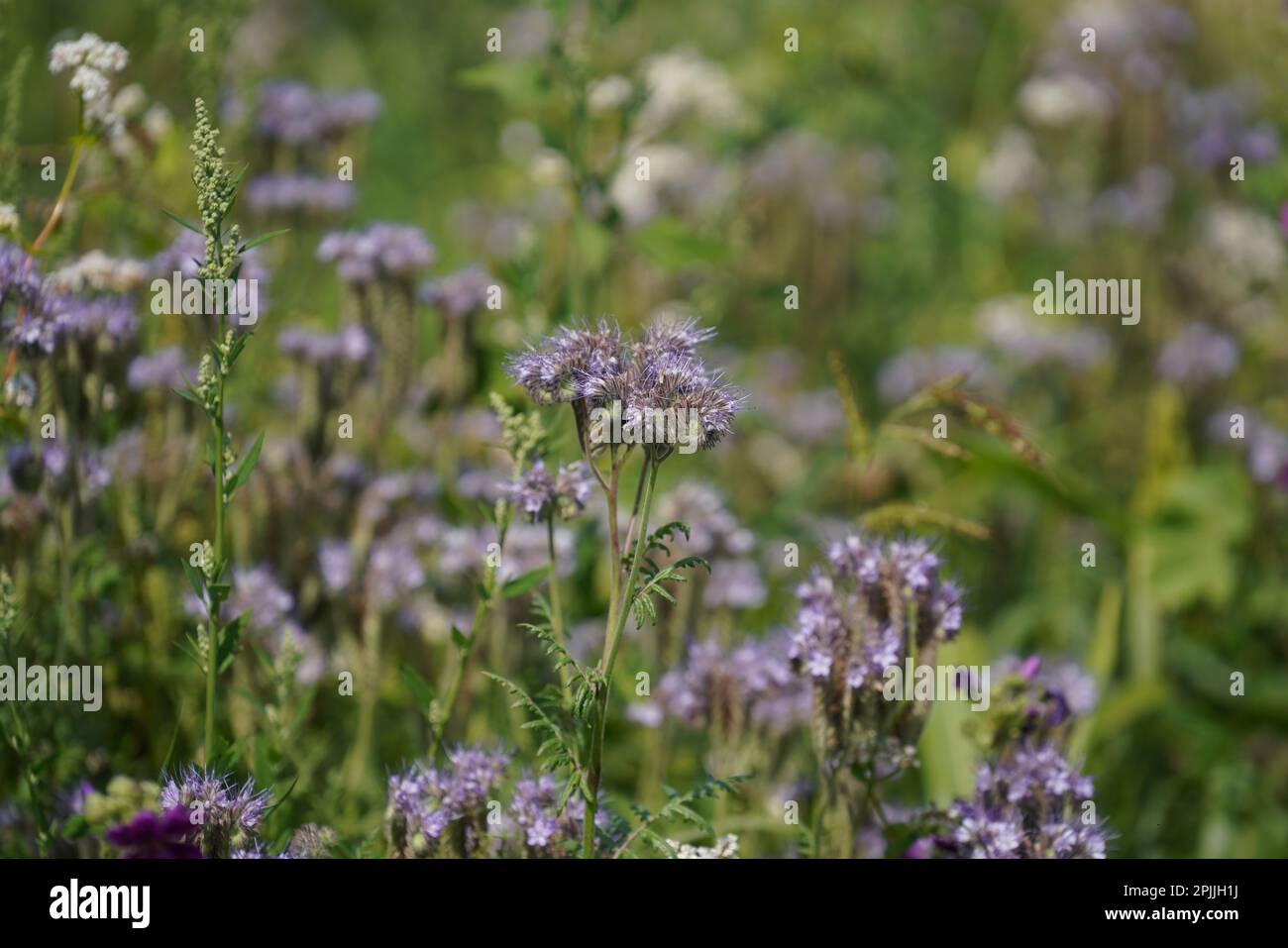 Summer meadow with many insects bees butterflies bumblebee that are ...