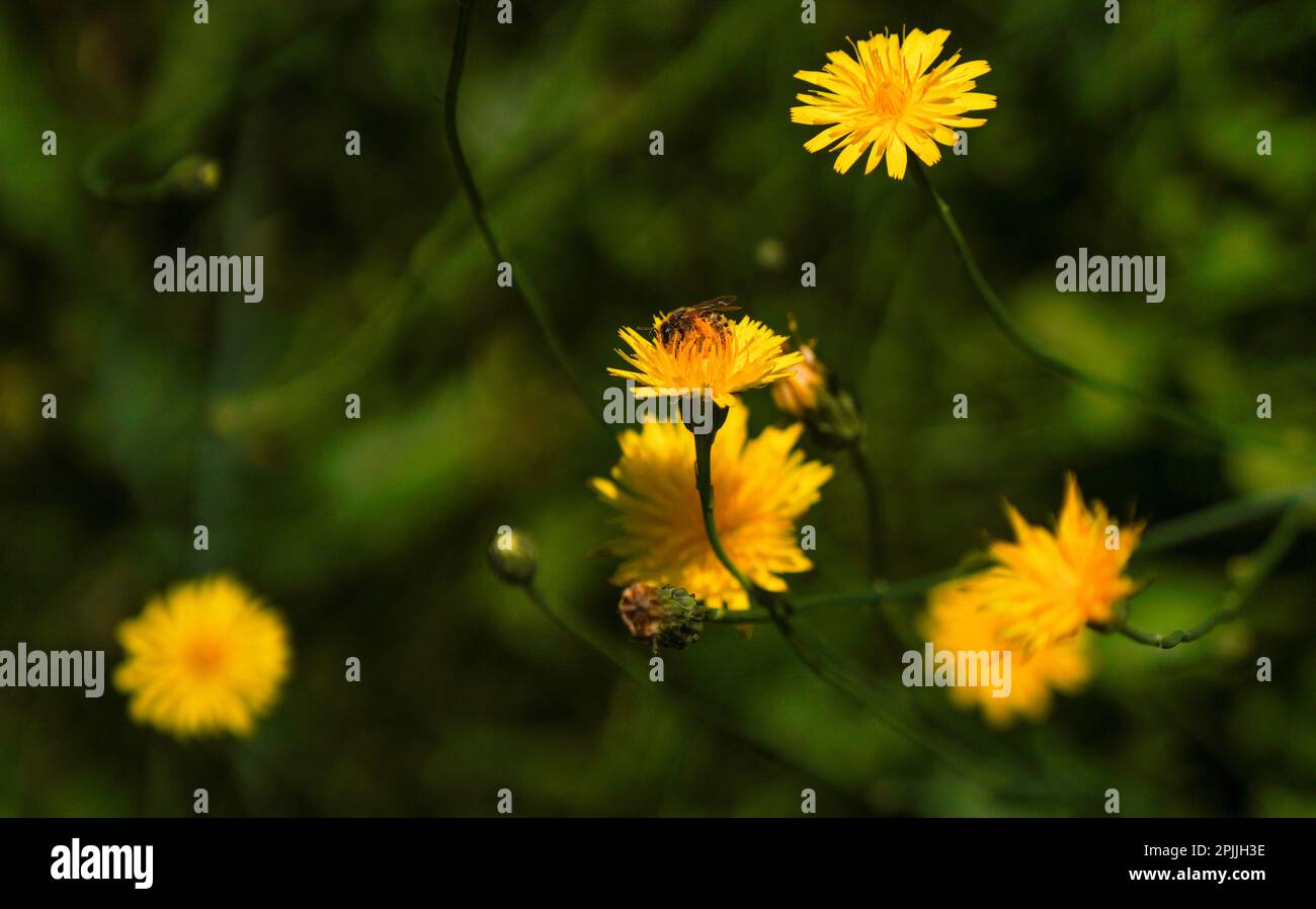Summer meadow with many insects bees butterflies bumblebee that are ...