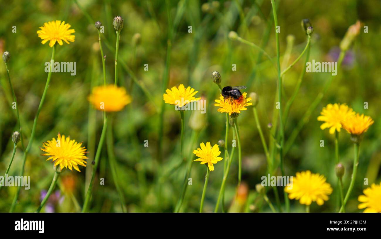 Summer meadow with many insects bees butterflies bumblebee that are ...