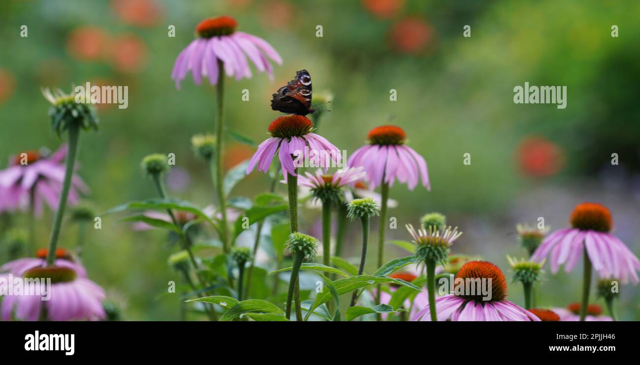 Summer meadow with many insects bees butterflies bumblebee that are ...