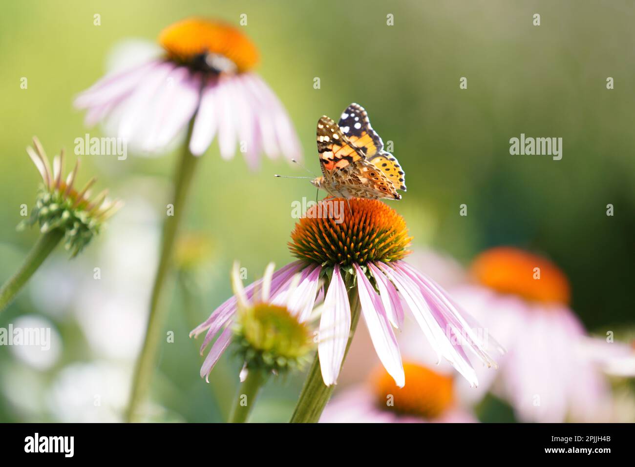 Summer meadow with many insects bees butterflies bumblebee that are ...