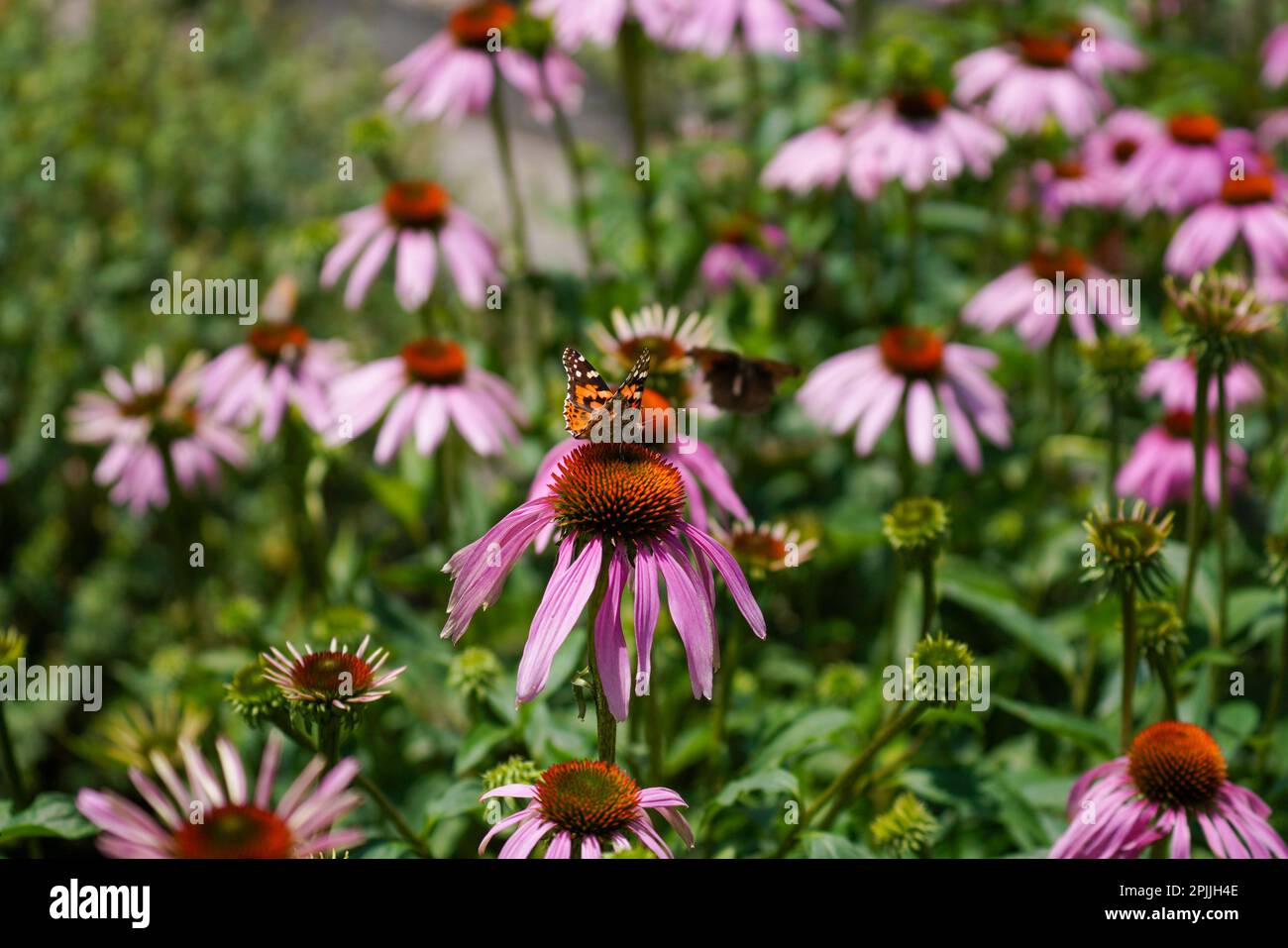 Summer meadow with many insects bees butterflies bumblebee that are ...