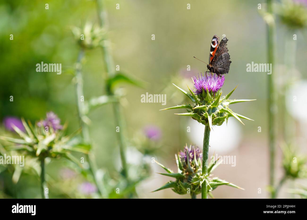 Summer meadow with many insects bees butterflies bumblebee that are ...