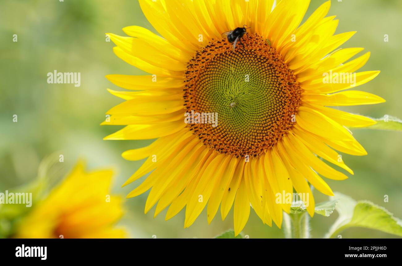Summer meadow with many insects bees butterflies bumblebee that are ...