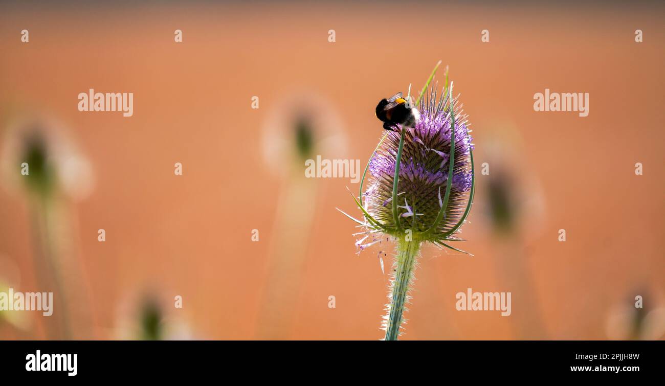Summer meadow with many insects bees butterflies bumblebee that are ...